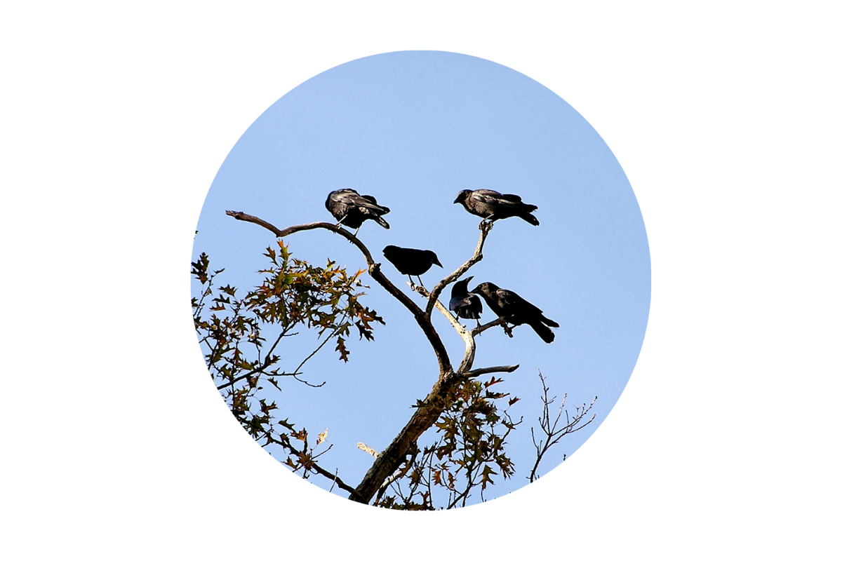 The Crows | delodell.com